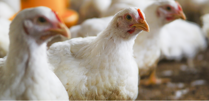 KAYAM - Jaya Chicken